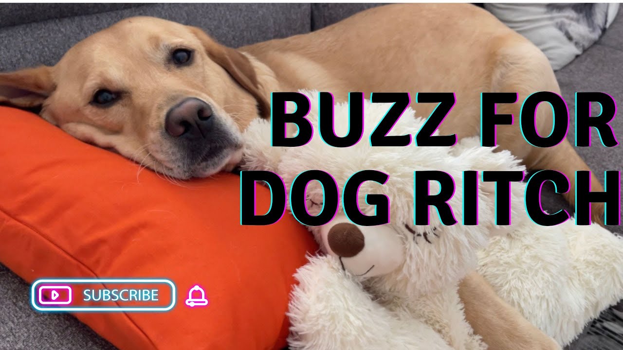Buzz for Dog Ritchi - YouTube