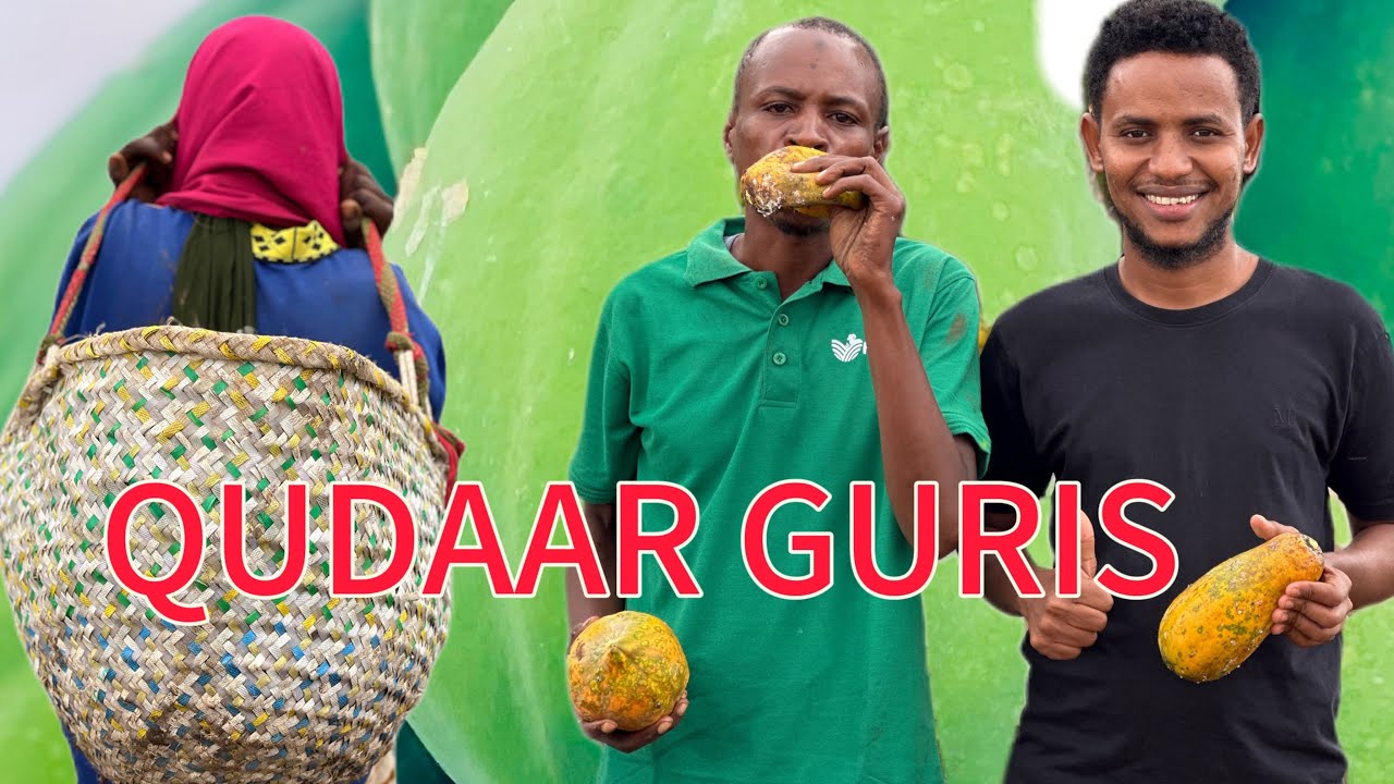 QUDAAR GURIS #automobile #car #duet #duet # ...