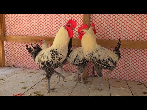 Original Misori Faumi chicken | Sound To Stop Rooster Crowing ...