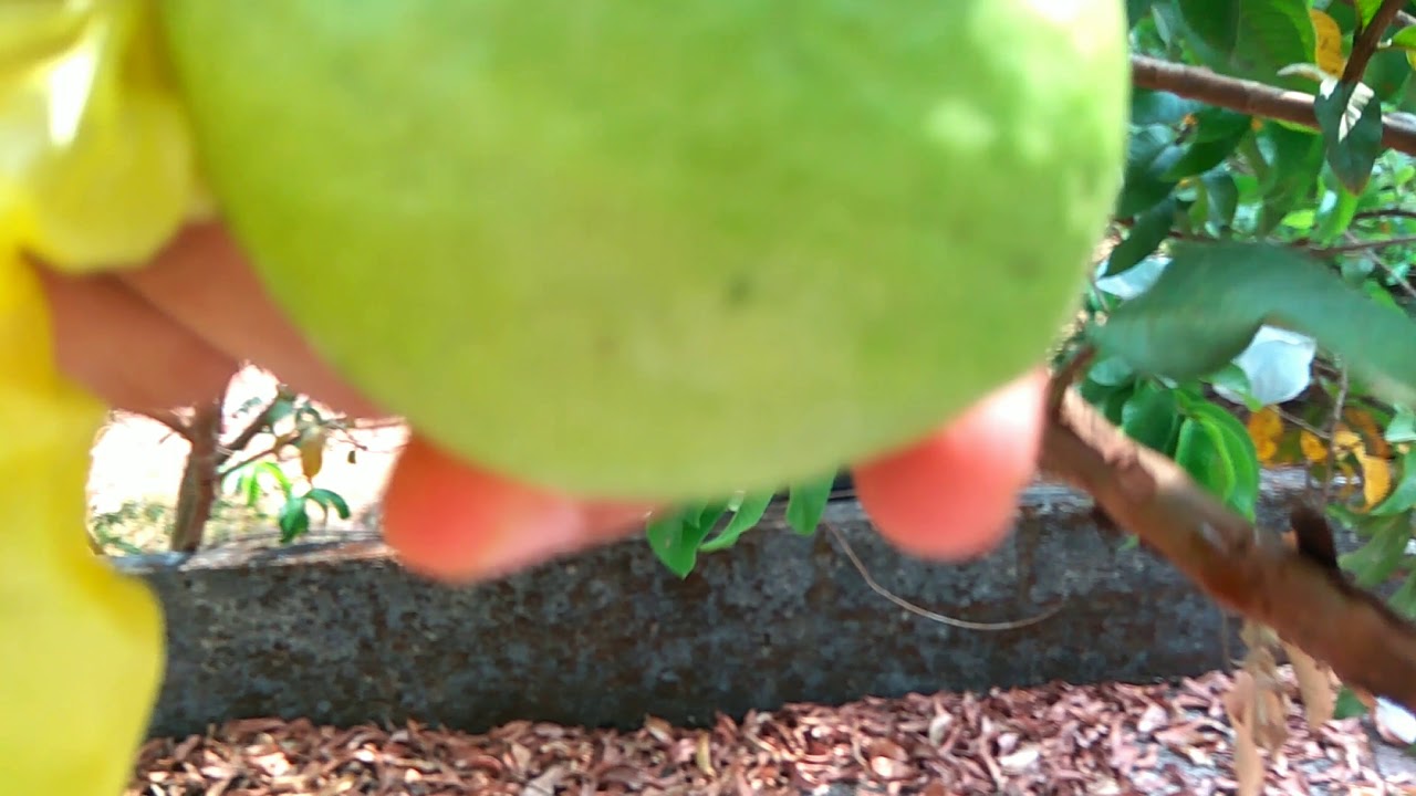 Protect from bat Psidium guajava, the common guava 4K Ultra HD.mp4 ...