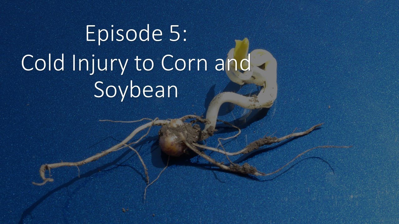 Episode 5: Cold Injury to Corn and Soybean - YouTube