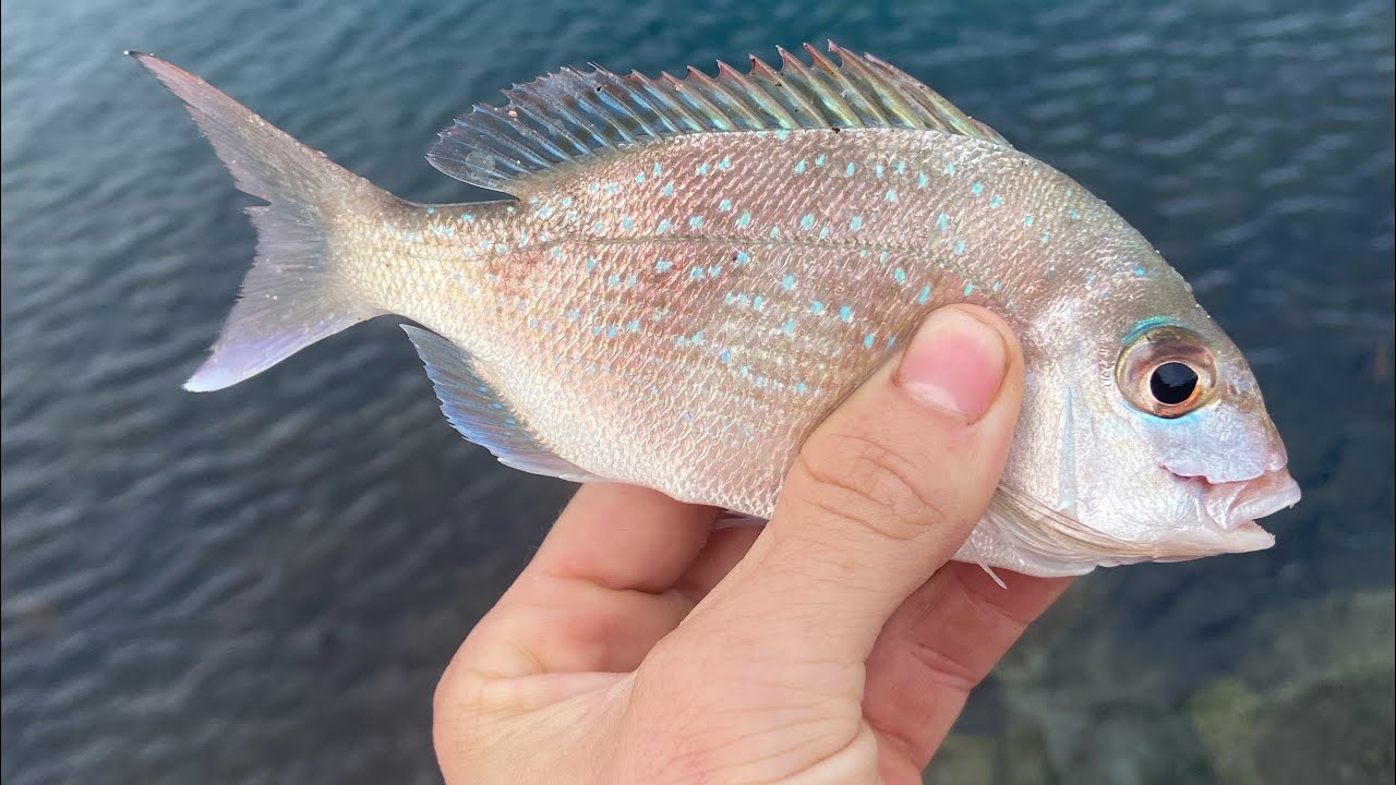 Fishing for snapper day 1 coogee - YouTube