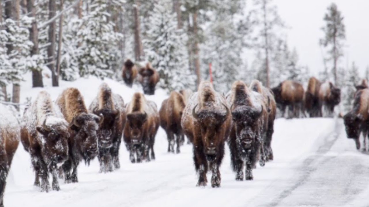 Yellowstone volcano THOUSANDS of animals leaving the active ...