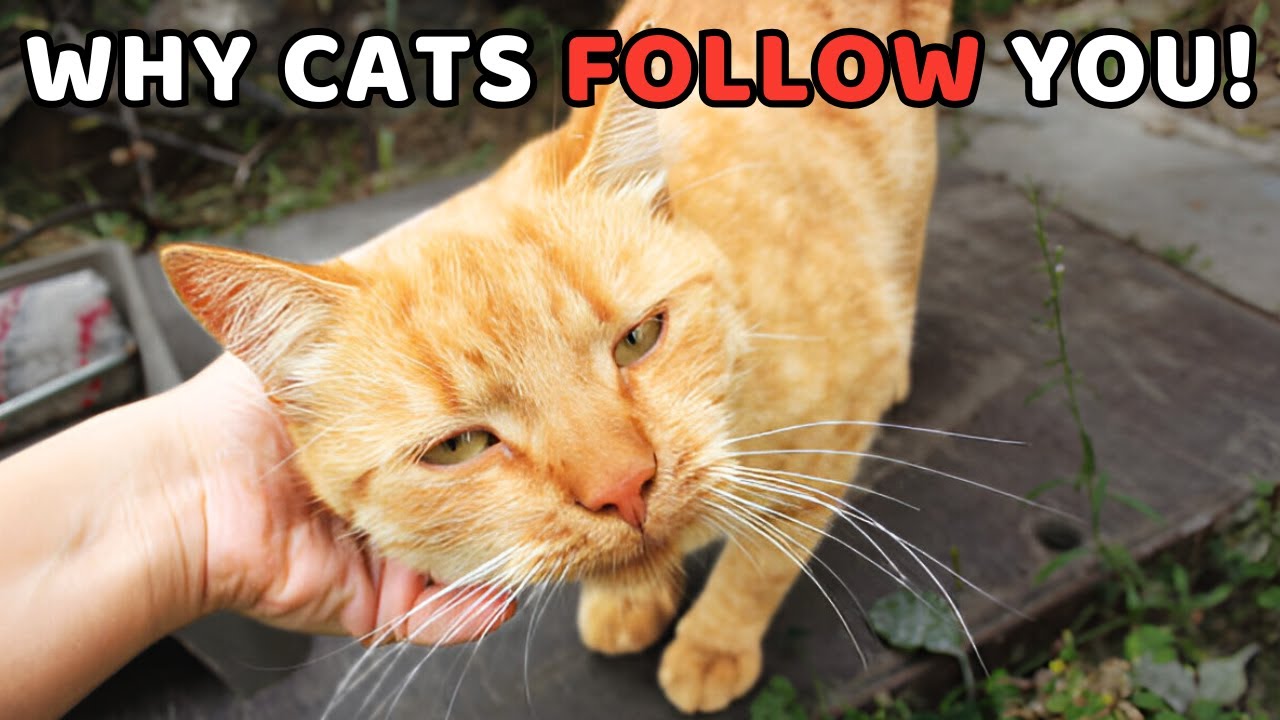 The Real Reason Random Cats Come Up To You - YouTube