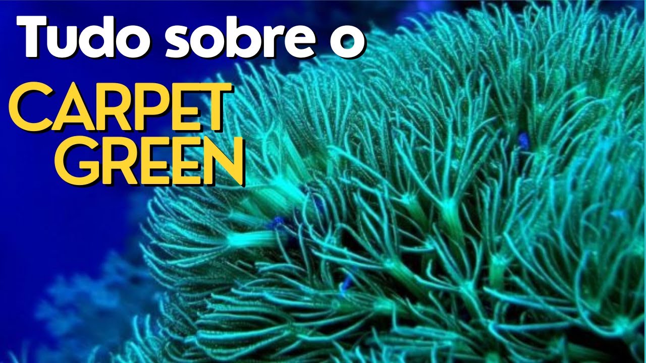 Coral Carpet Green | Coral fácil para Aquário Marinho - YouTube