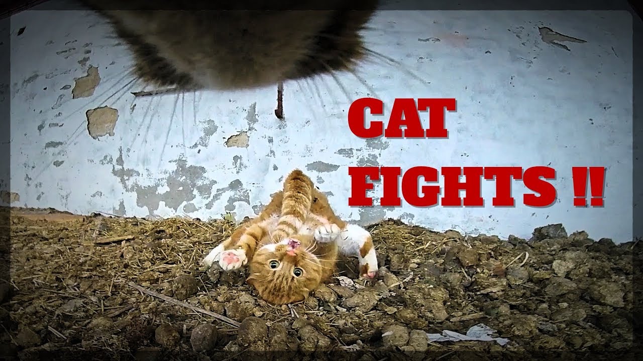 Real Cat FIGHTS with GoPro on cat - YouTube