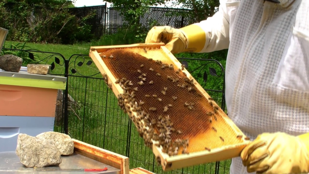 Is That Hive Still Queenless? Memorial Day Weekend Inspection - YouTube