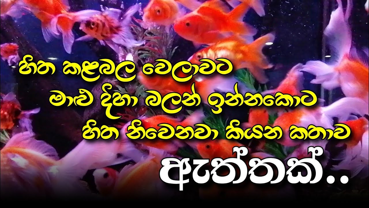 සුරතල් මසුන් fish ලස්සන දෙරණ Lassana Derana - YouTube