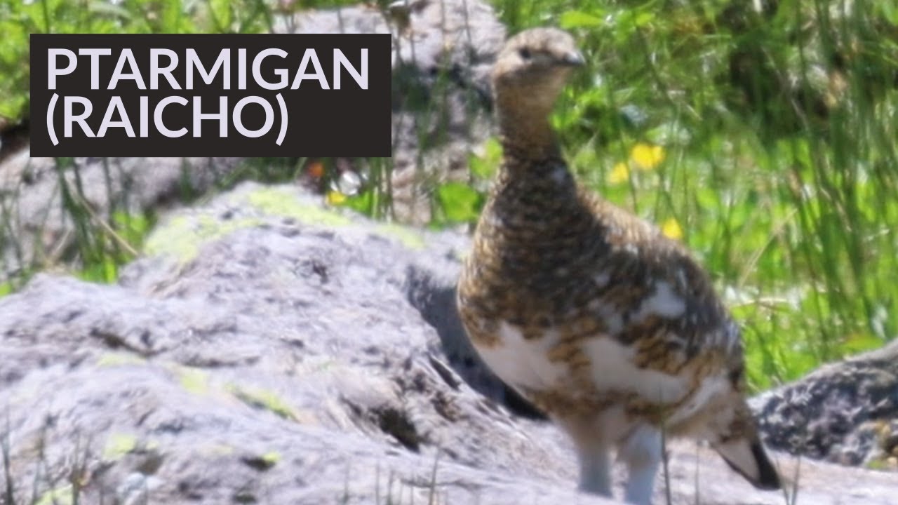 Japan's Legendary Mountain Bird Raicho and Her Cute Babies🐤 - YouTube