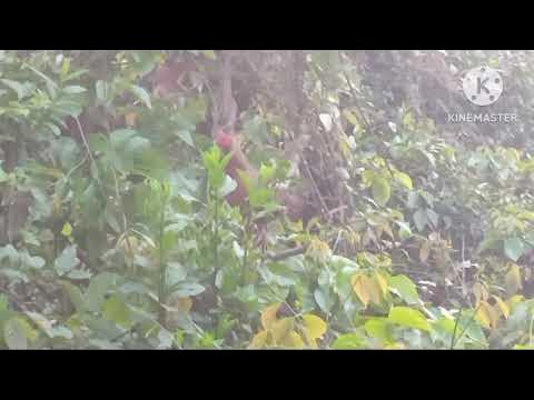 Sim poj qaib seev zoo kawg - YouTube