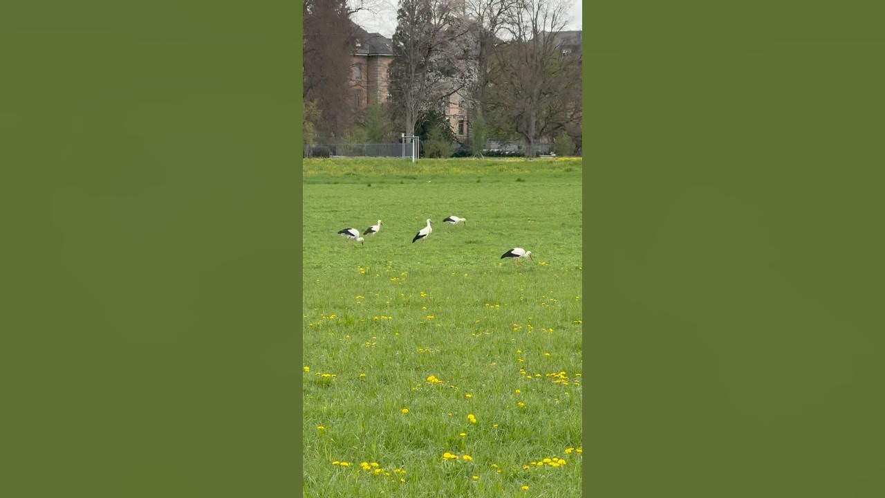 SPRING IS COMING - YouTube