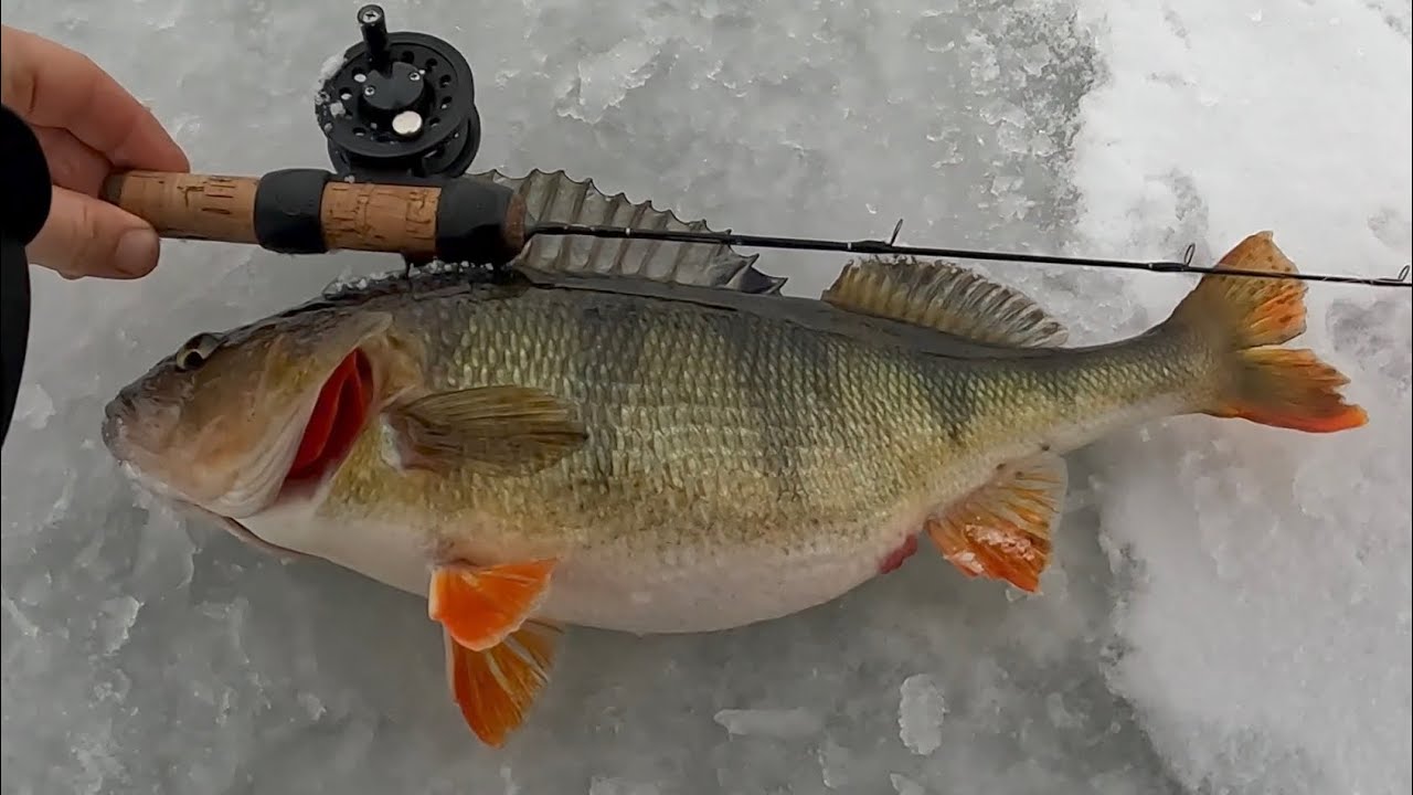 Žiemos rekordas ! / Winter perch PB ! - YouTube