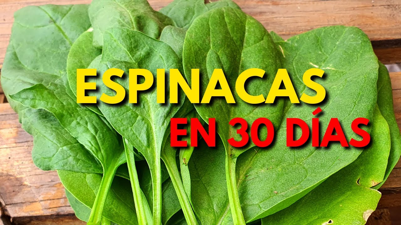 Cosecha ESPINACA en 30 días🌱/el cultivo más rápido. - YouTube