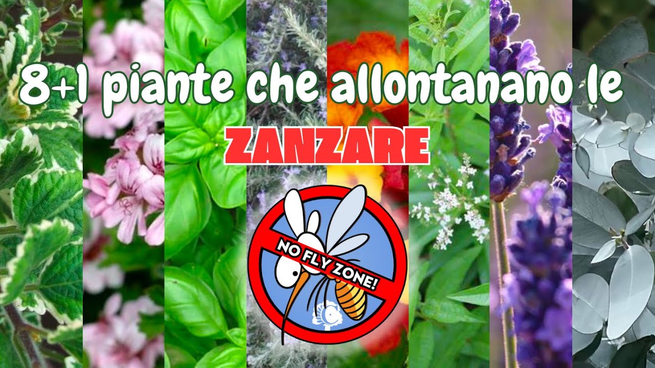 8 + 1 piante contro le zanzare! - YouTube