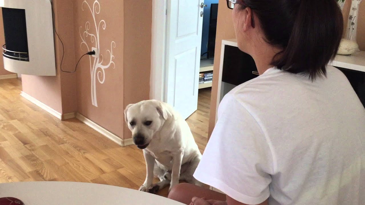 Vinnie The talking Labrador - YouTube