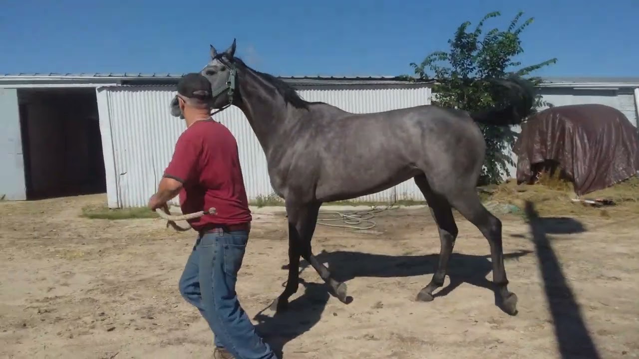 Grey 3 yr old filly - 2 - YouTube