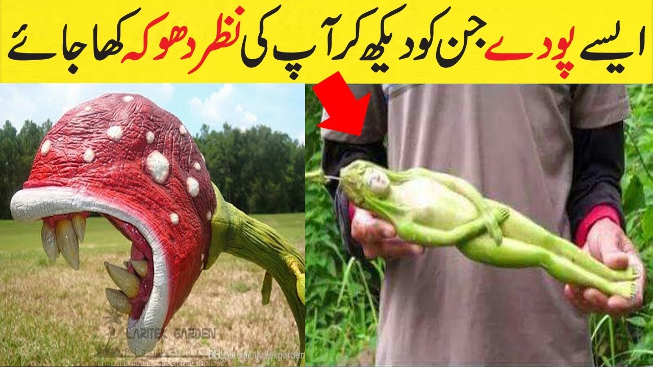 The most strangest and weird plants on earth | Top 5 Strangest Plants ...