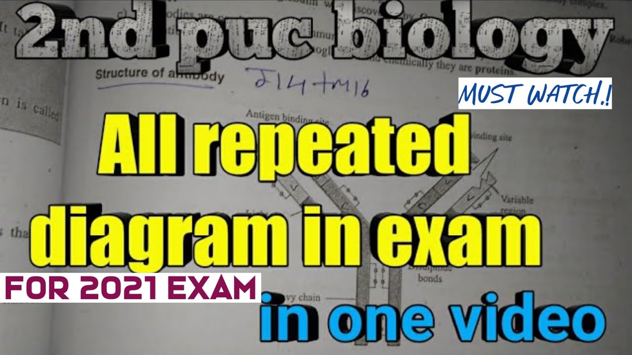 2nd PUC BIOLOGY IMPORTANT DIAGRAM FOR 2021 EXAM 2ND PUC IMPORTANT 2nd-puc-biology-important-diagram-for-2021-exam-2nd-puc-important