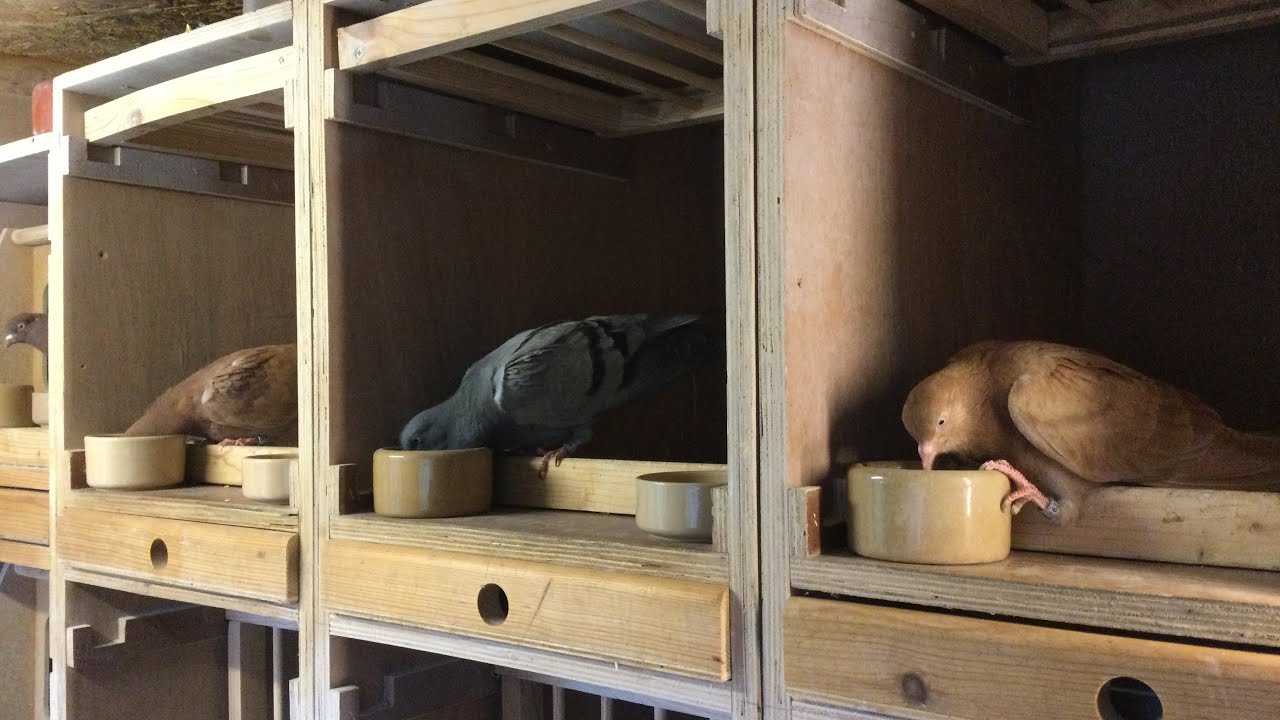 Dropping the competition birds. - YouTube