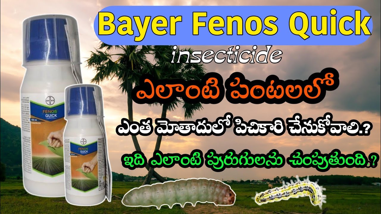 Bayer Fenos Quick insecticide | #fruitfly control insecticide | # ...