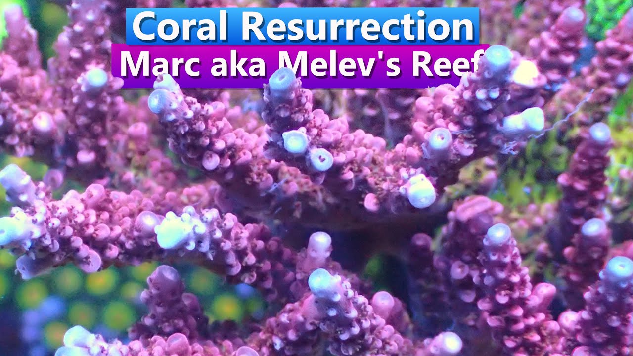 Coral Resurrection with Marc from Melev's Reef - YouTube