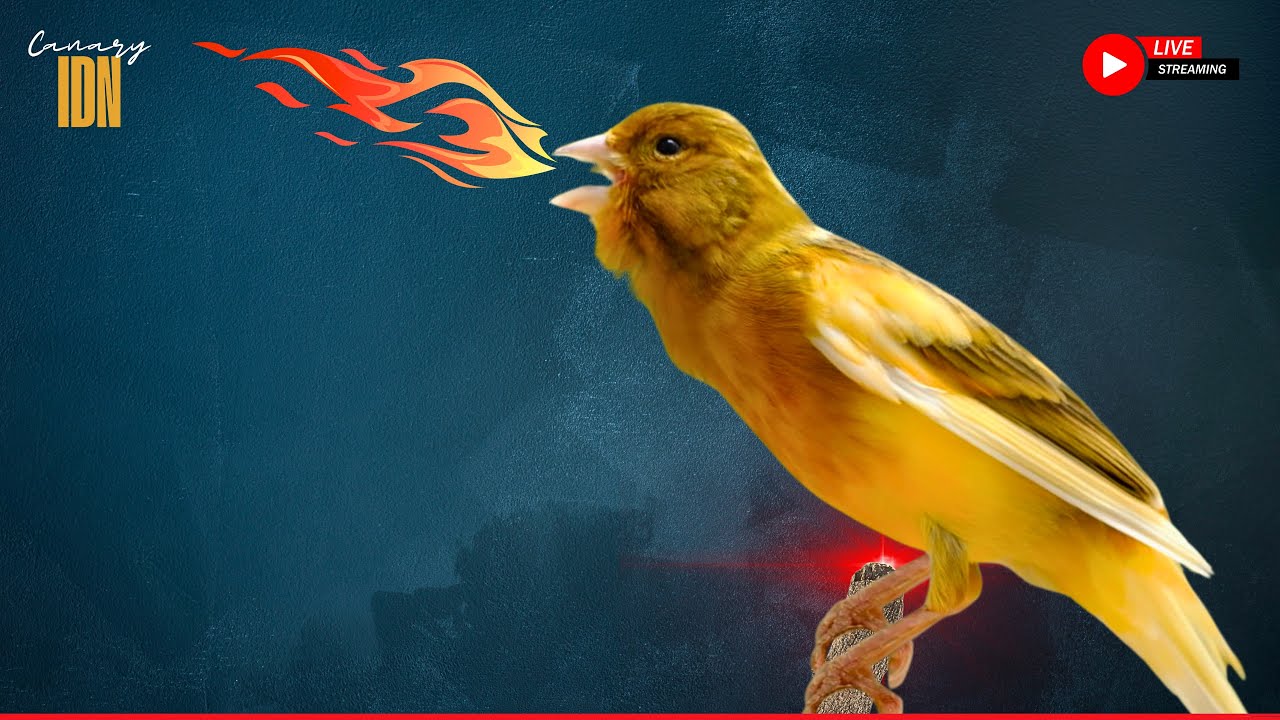 A Special Canary to Seduce All The Canaries - The Belgian Singing ...