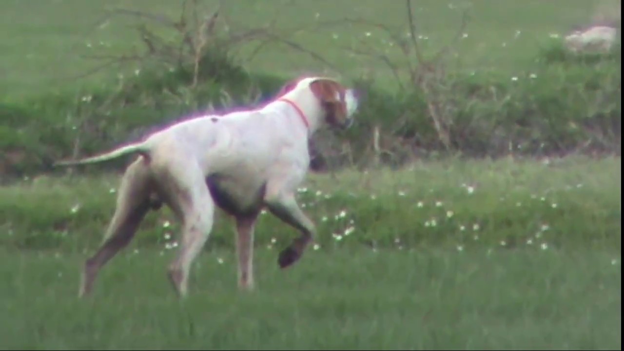 English Pointer BAJA, field trials, training, on point, ferma, Run ...