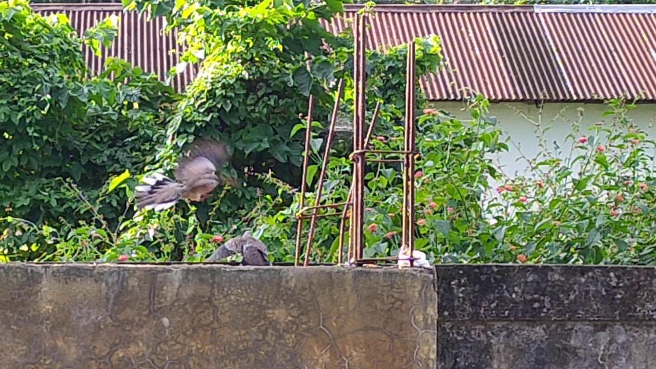Dove Fighting - YouTube