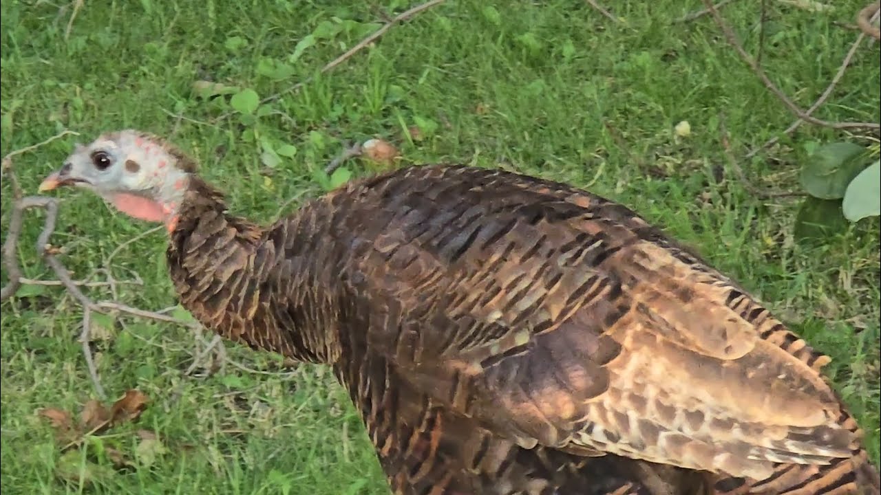Wild Turkeys seen in Montréal, Quebec! 🦃 - August of 2024 - YouTube