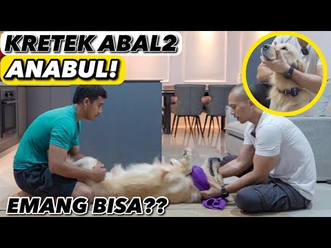 KRETEK ABAL2 ANJING.. GIMANA BUNYINYA ?? - YouTube