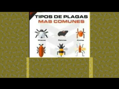 tipos de plagas mas comunes y como prevenirlas - YouTube