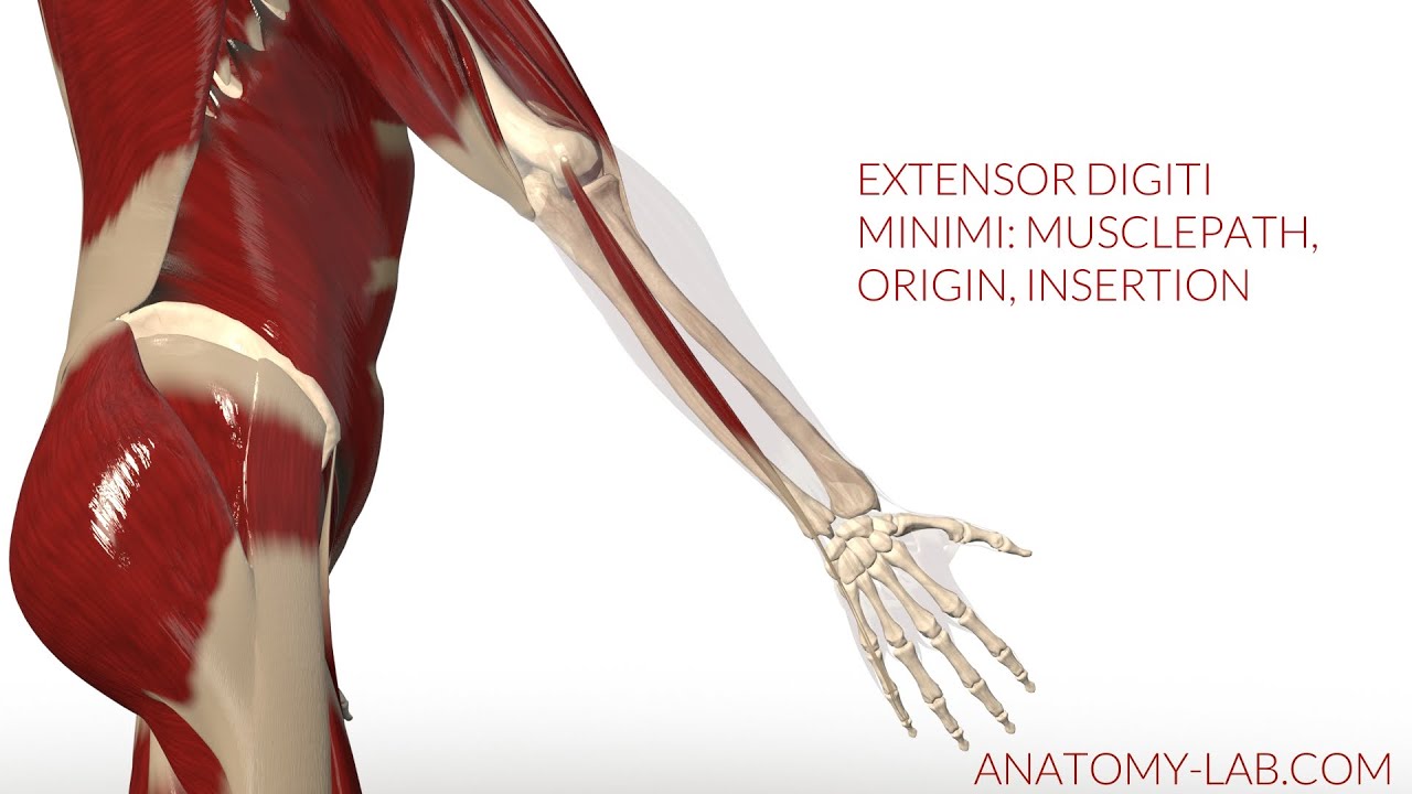 Extensor Digit Minimi: Musclepath, Origin, Insertion (3D Anatomy) - YouTube