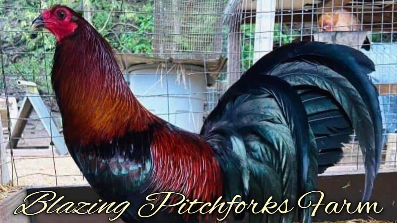Leiper Brownred - BLAZING PITCHFORK'S FARM - YouTube