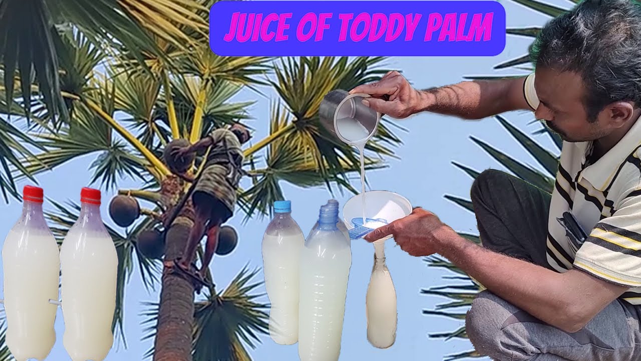 Juice of toddy palm | Palmyra palm juice natural | ताड़ का पेड़ | Thati ...