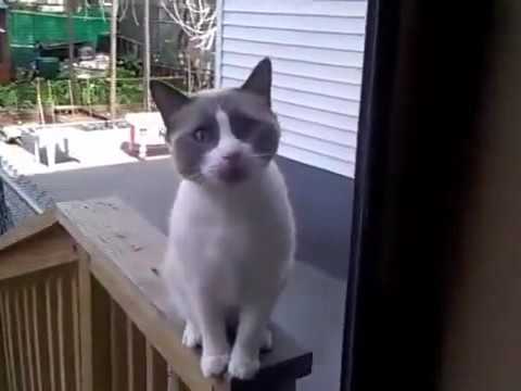 Yelling Cat - YouTube