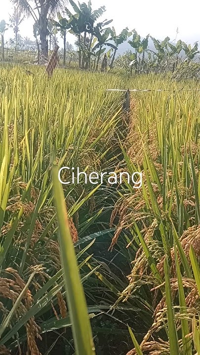 Padi Ciherang - YouTube