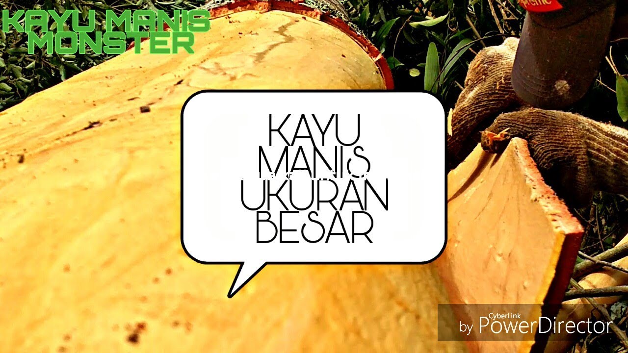 Kayu manis terbesar | panen kayu manis | pengolahan kayu manis ...