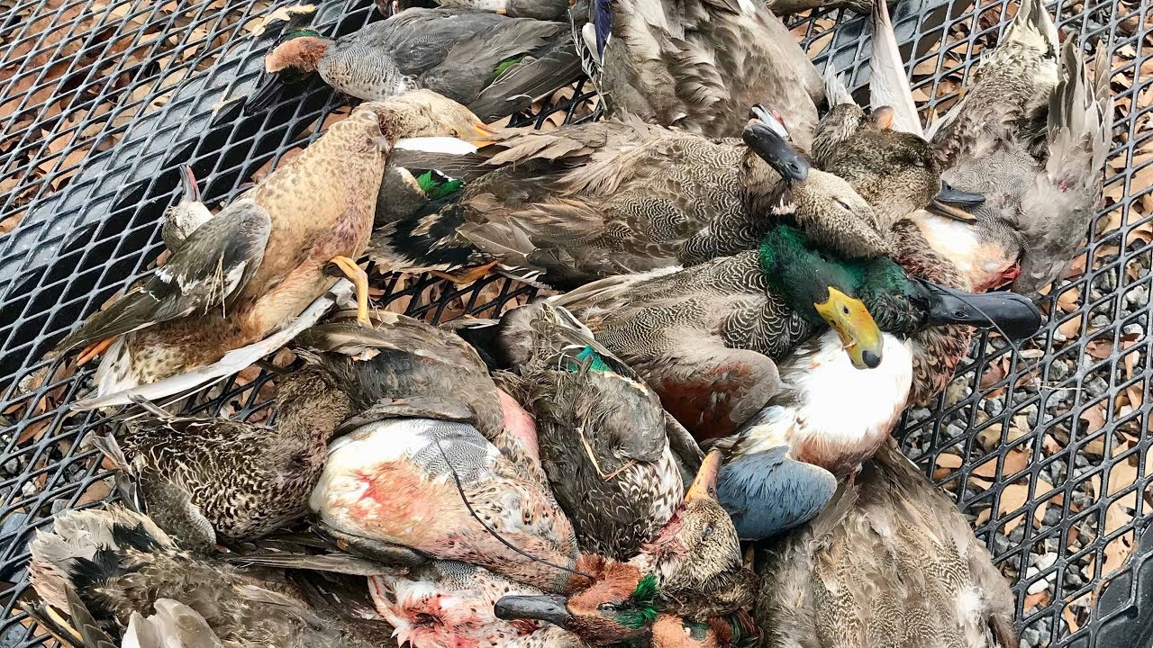 Louisiana Rice Field Duck Hunt - Second Split Opening Sunday 2018 ...