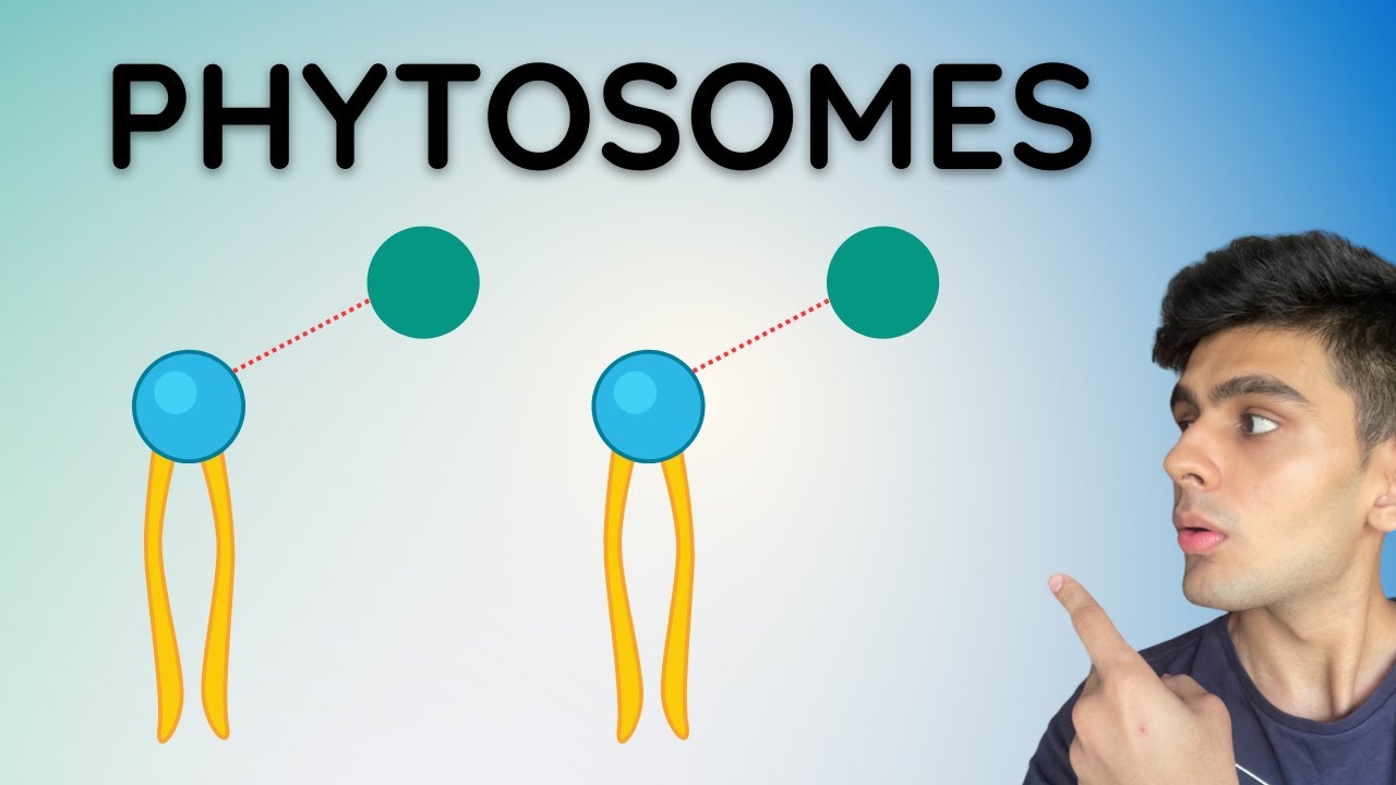 Phytosomes Explained | Novel Drug Delivery Systems | - YouTube