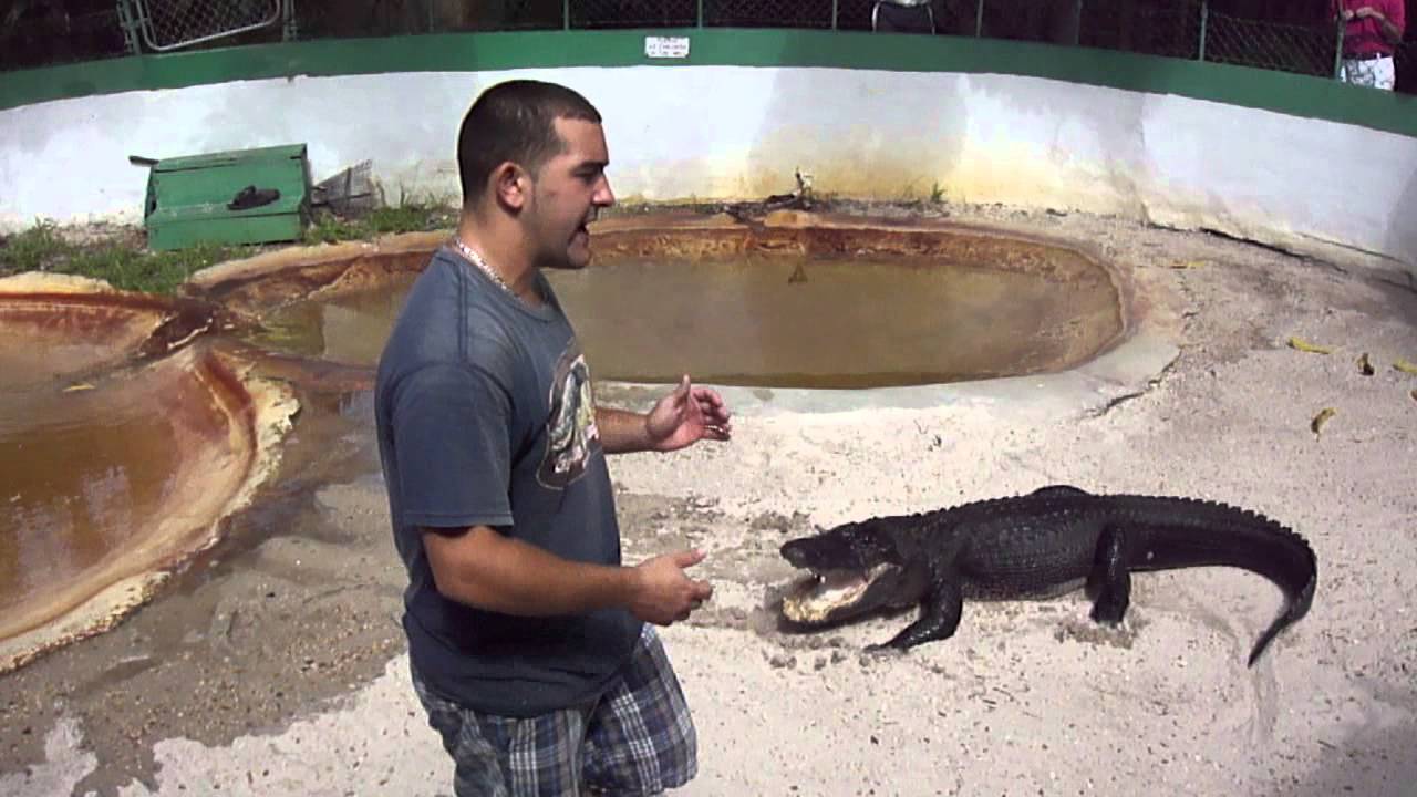 Dan's show: Alligator wrestling (pt. 1) - YouTube