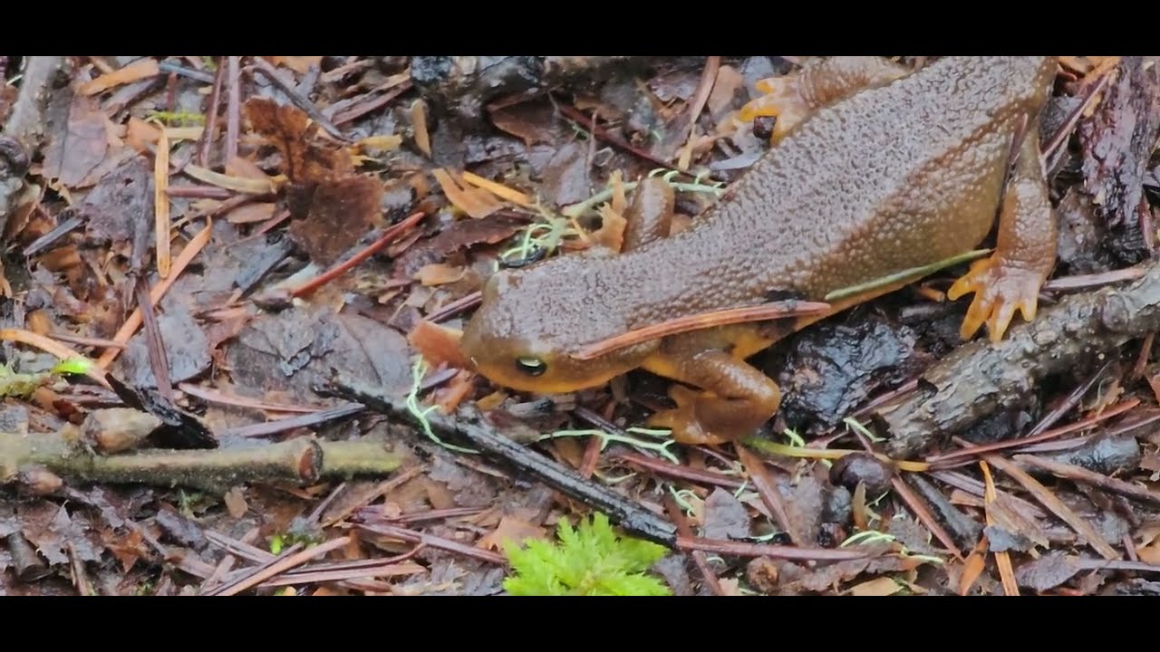 Enchanting Forest Stroll: this Fascinating Salamander Explore the Wilderness! 🌿 - YouTube