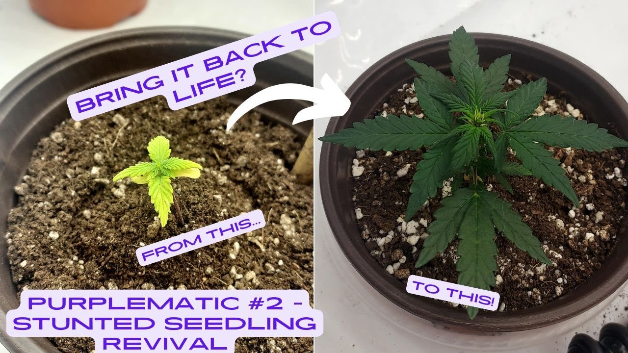 Purplematic CBD Revival: From Stunted Seedling to Solid Vegetation ...