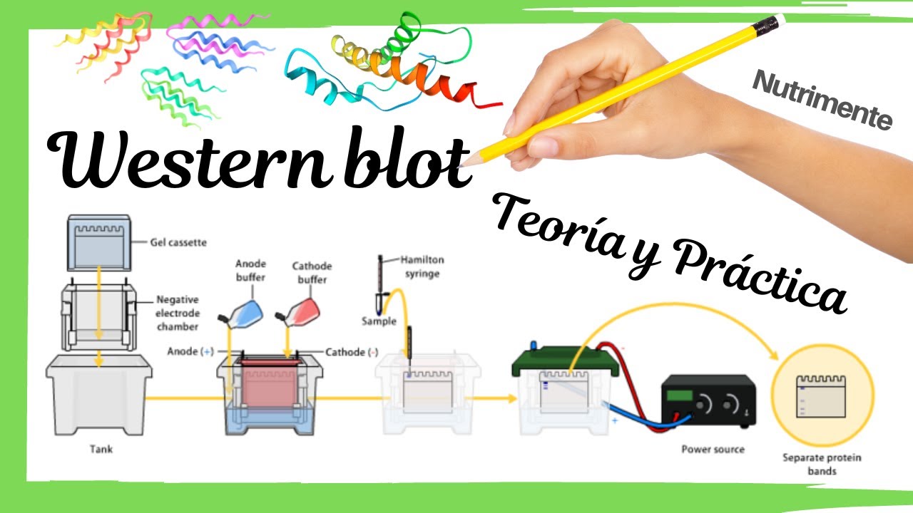 Western blot [Teoría y Práctica] - YouTube