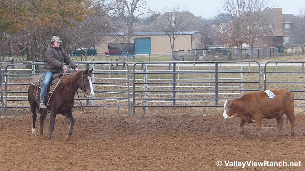 Miss Smooth Express - working cows with student - Valley View Ranch ...