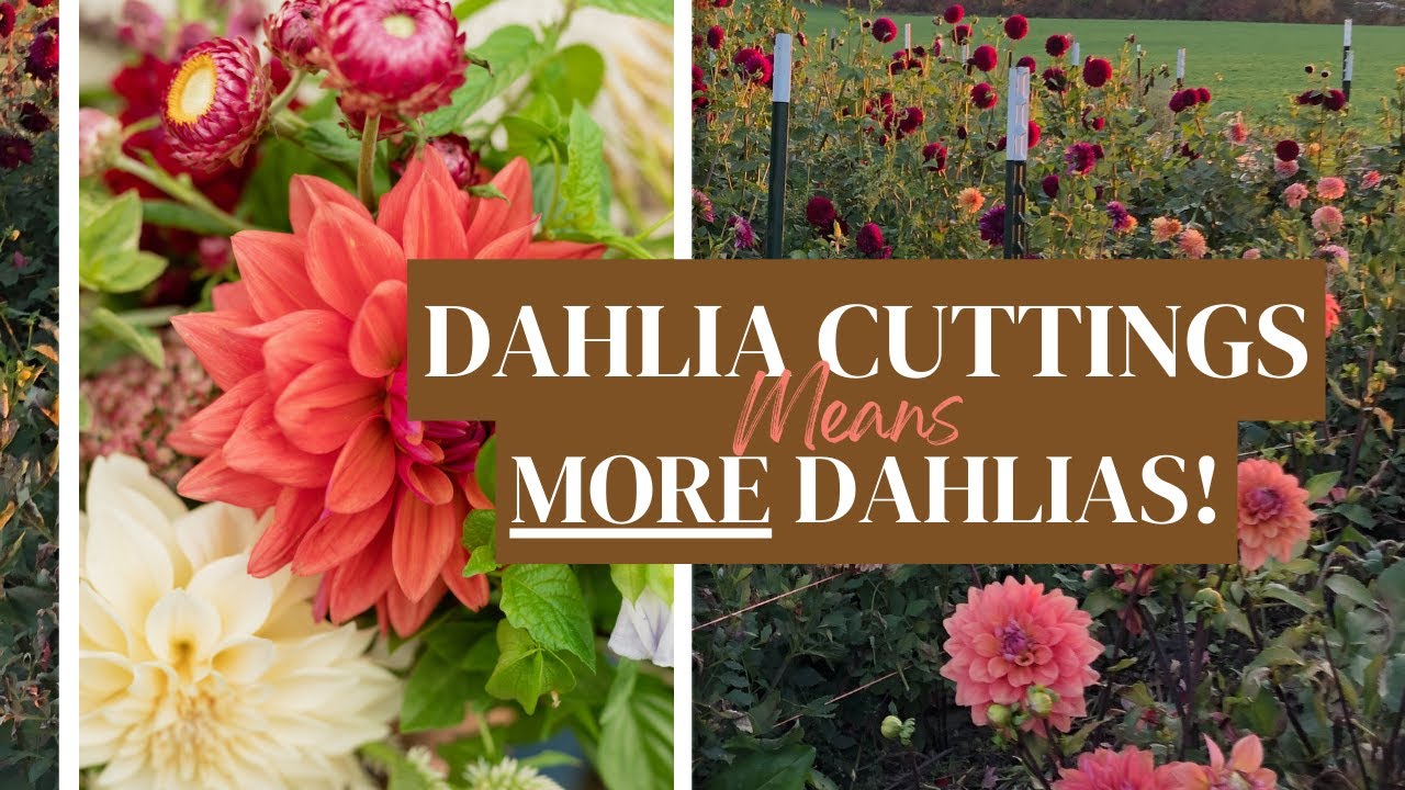 How To take Dahlia Cuttings to Multiple Your Stock of Dahlia Tubers ...