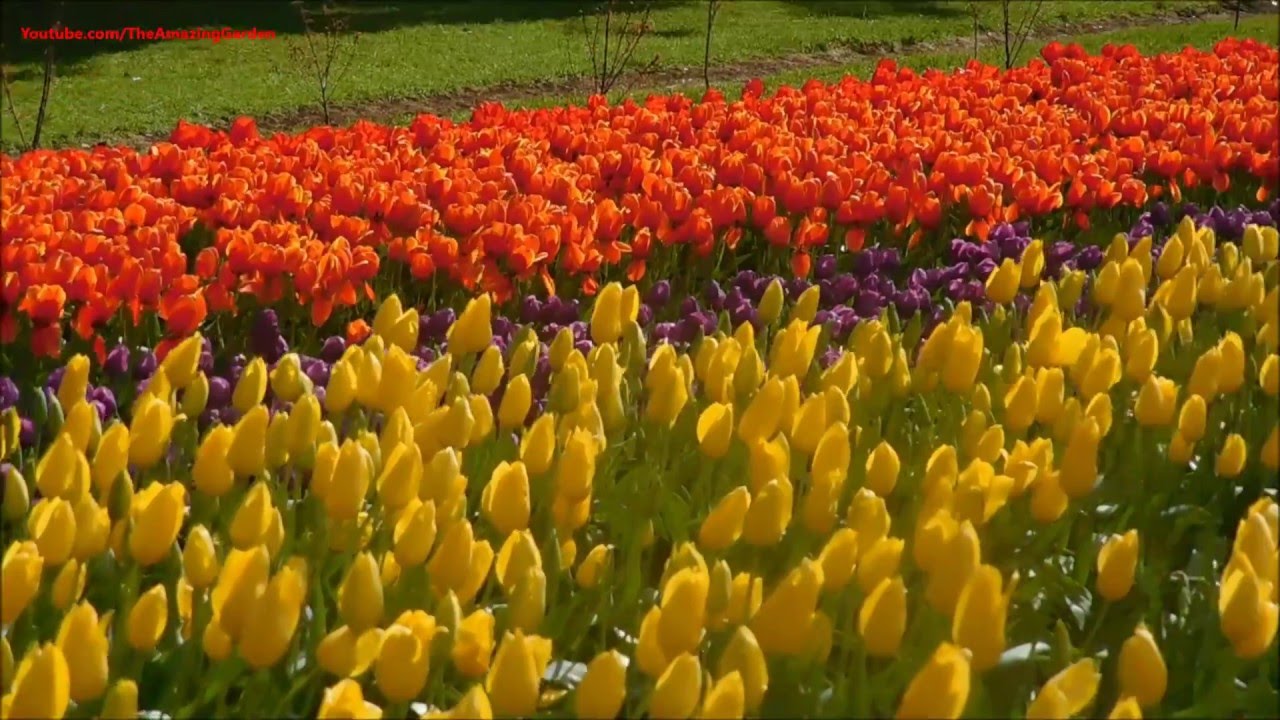 Beautiful Tulip Flower Garden - YouTube