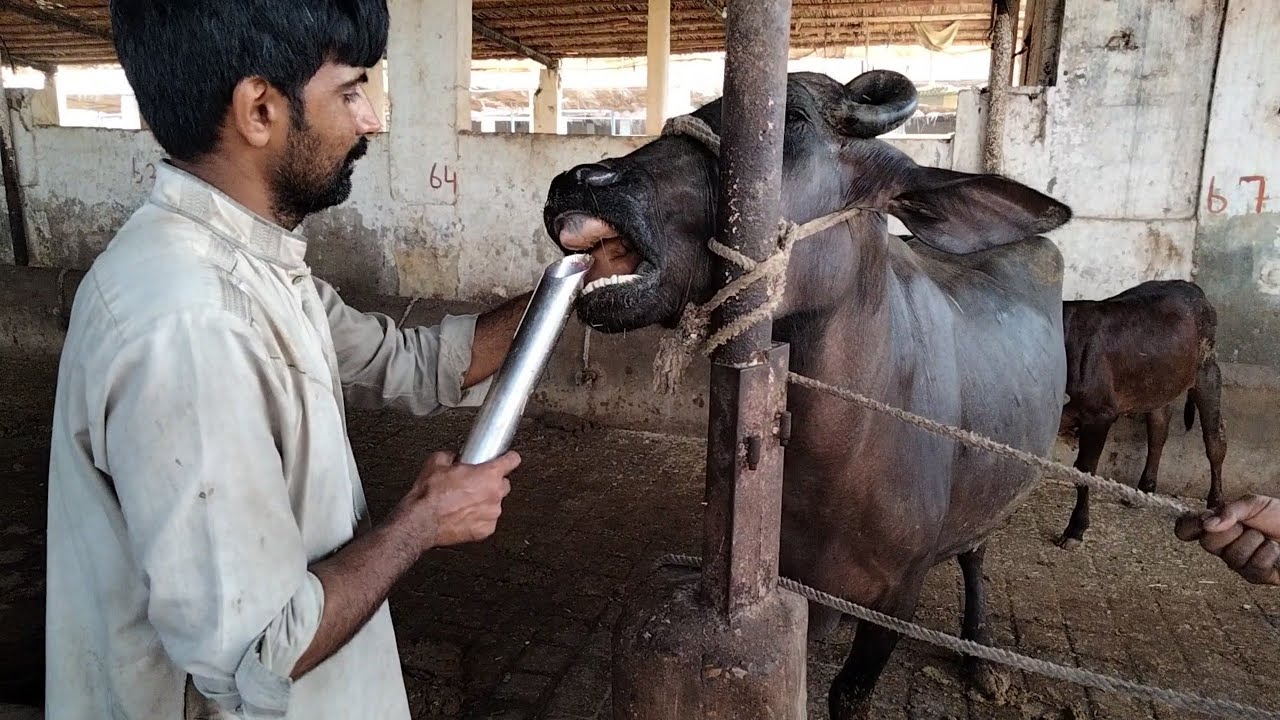 buffalo fever treatment by hand working - YouTube