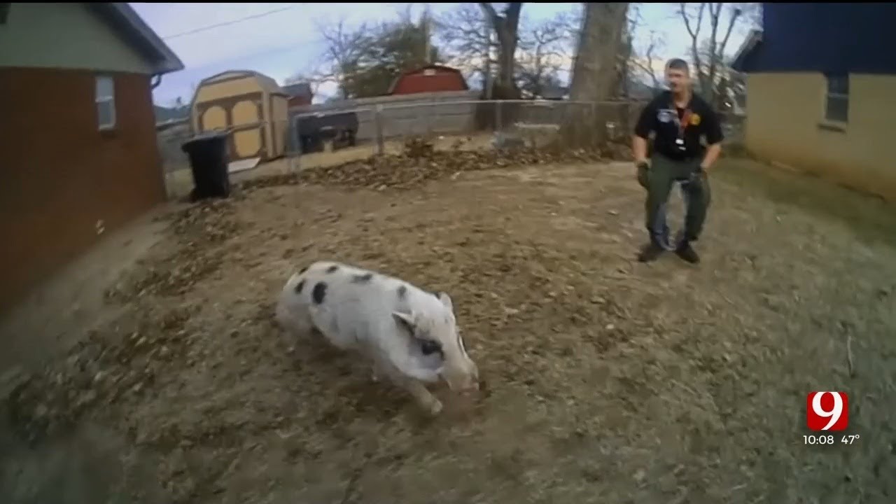 Moore Animal Control Attempt To Catch Evasive Little Pig - YouTube