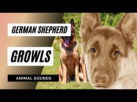 The Animal Sounds: German Shepherd Growls / Sound Effect / Animation ...