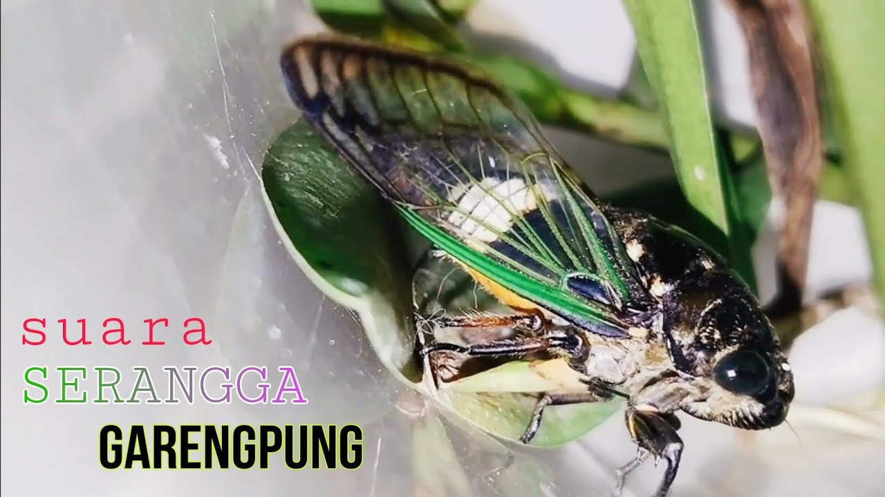 Suara Garengpung, Kinjeng Tangis - YouTube